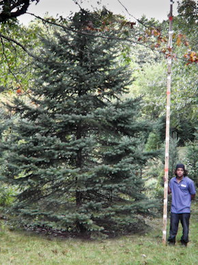 Tree Farm | Belko Landscaping